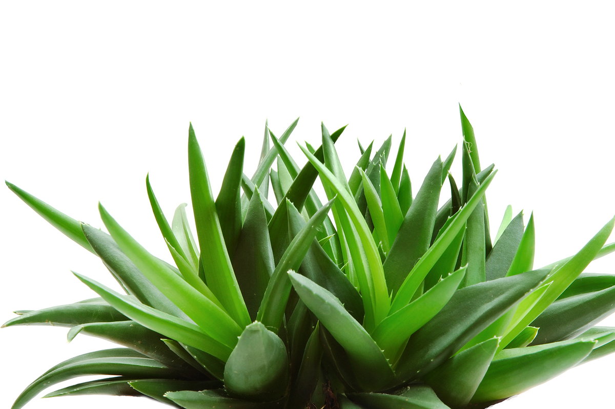 The Magical Benefits of Plant Placenta – Merino Skincare